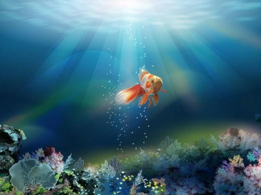 🔥 [50+] Fish Wallpapers for Computer Screen | WallpaperSafari