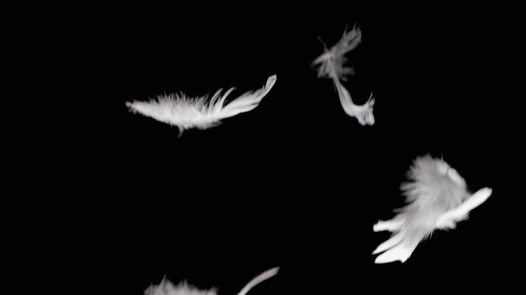 🔥 [40+] Feathers Falling Wallpapers | WallpaperSafari