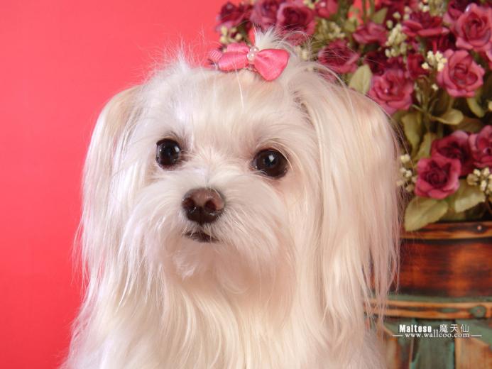 🔥 [50+] Maltese Desktop Wallpapers | WallpaperSafari