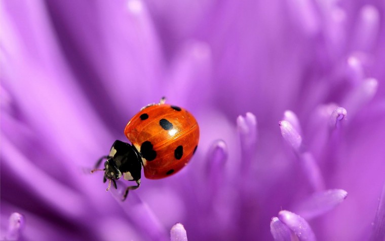 🔥 [140+] Ladybug Backgrounds | WallpaperSafari