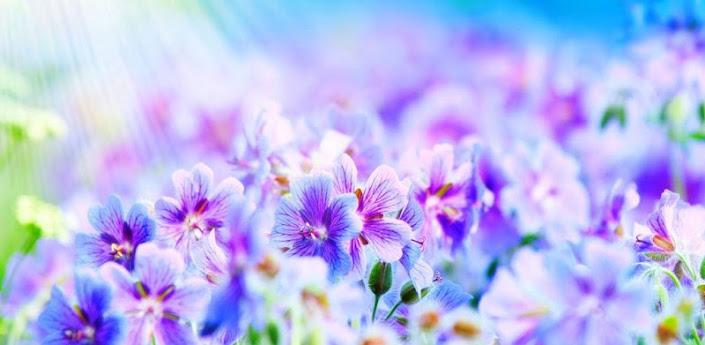 🔥 [50+] Google Flower Wallpapers | WallpaperSafari