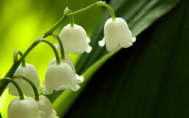 🔥 [150+] Happiness HD Wallpapers | WallpaperSafari