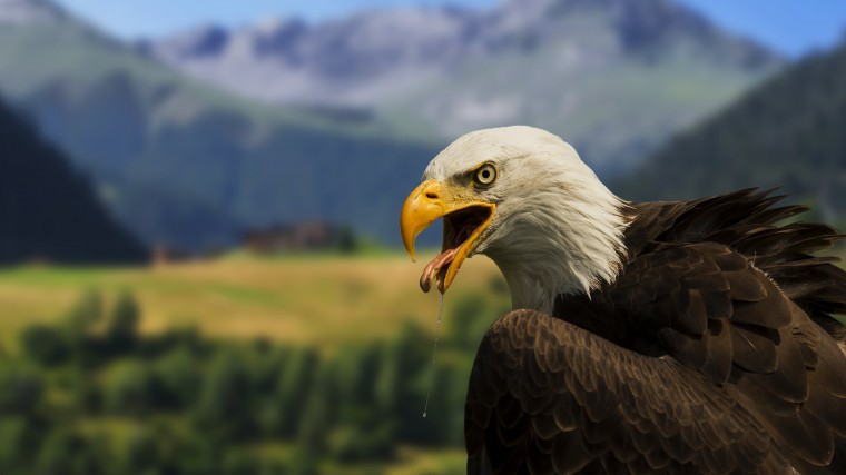 🔥 [110+] Bald Eagle Desktop Wallpapers | WallpaperSafari