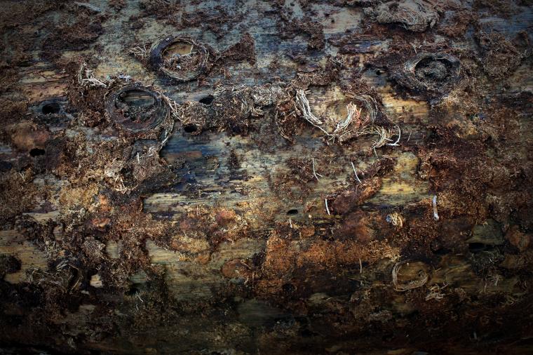 🔥 [40+] Tree Trunk Wallpapers | WallpaperSafari