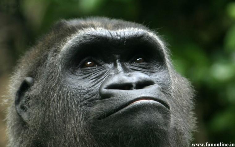 🔥 [50+] Silverback Wallpapers | WallpaperSafari