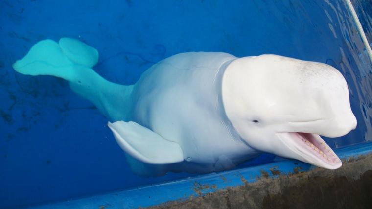 🔥 [100+] Beluga Whale Wallpapers | WallpaperSafari