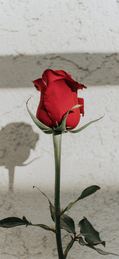 🔥 Free Download Shallow Focus Photography Of Red Rose Iphone Wallpaper ...
