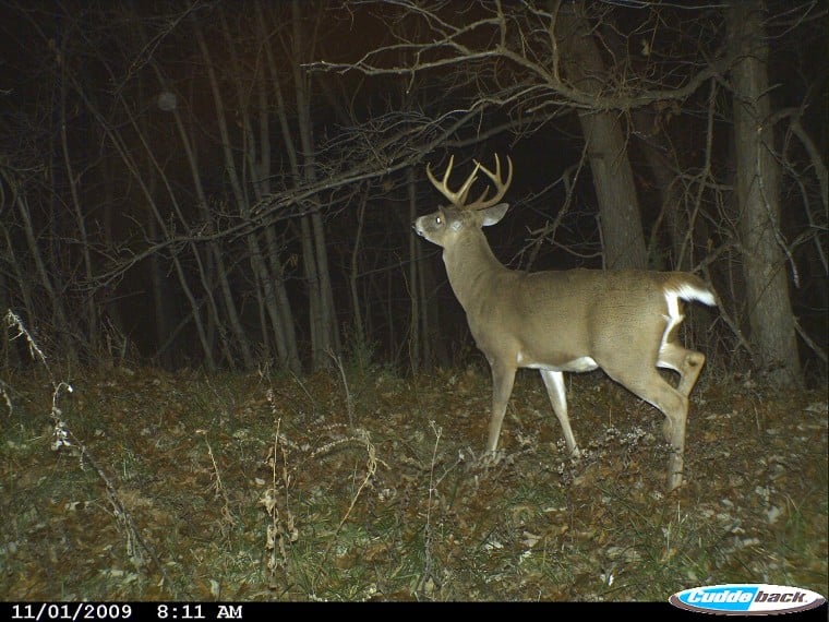 🔥 [70+] Monster Bucks Wallpapers | WallpaperSafari