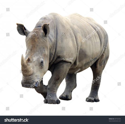 🔥 [30+] Rhino Backgrounds | WallpaperSafari