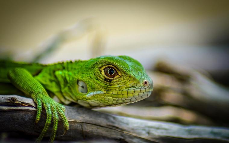 🔥 [100+] Lizards Wallpapers | WallpaperSafari
