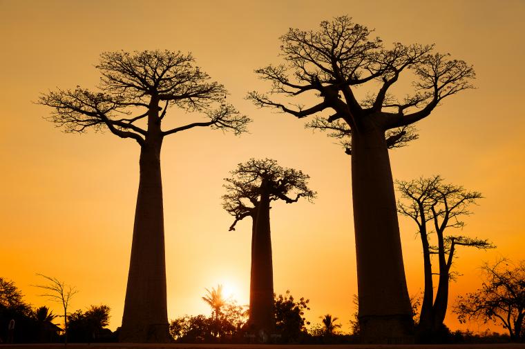 🔥 [10+] Baobab Backgrounds | WallpaperSafari