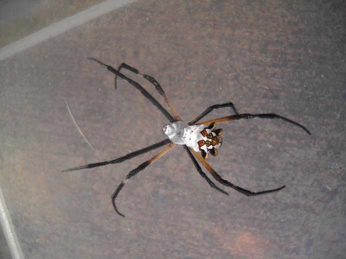 🔥 [50+] Scary Spider Wallpapers | WallpaperSafari