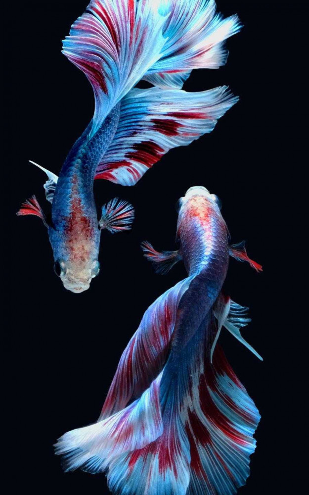 🔥 [70+] Beautiful Fish Wallpapers | WallpaperSafari