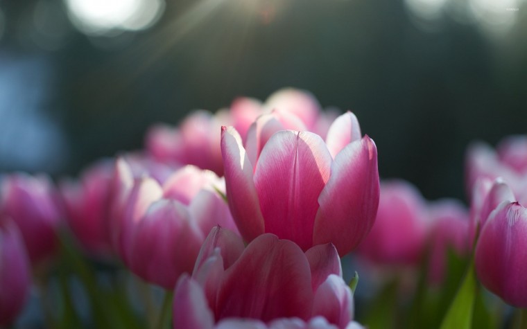 🔥 [60+] Pink Tulips Wallpapers | WallpaperSafari