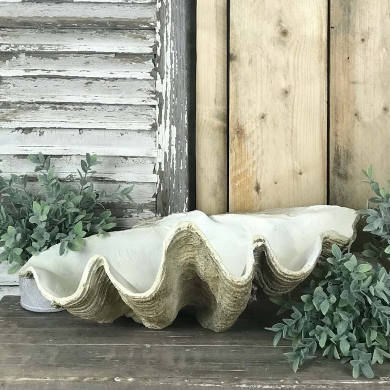 🔥 [70+] Clam Shell Wallpapers | WallpaperSafari