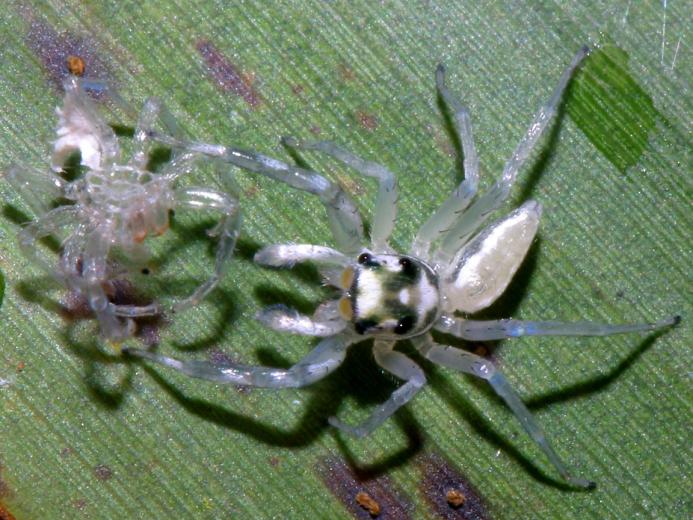 🔥 [50+] Spiders Wallpapers | WallpaperSafari