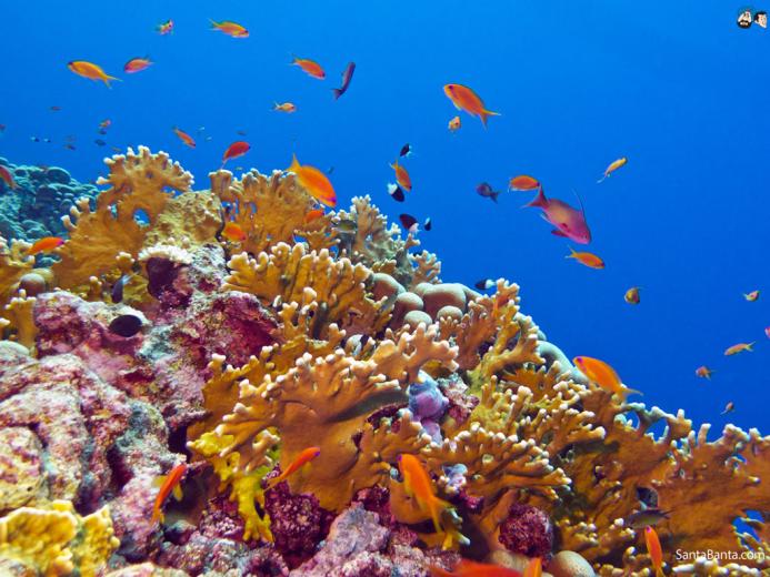 🔥 Free Download Aquatic Wallpaper by @paigedavid | WallpaperSafari