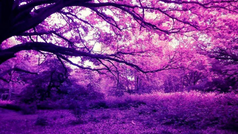 🔥 [80+] Purple Tree Wallpapers | WallpaperSafari