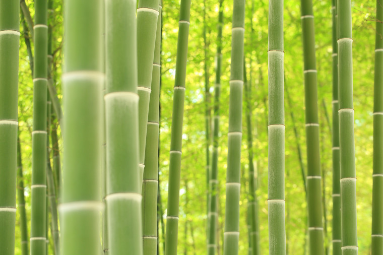 🔥 [60+] Bamboo Wallpapers | WallpaperSafari