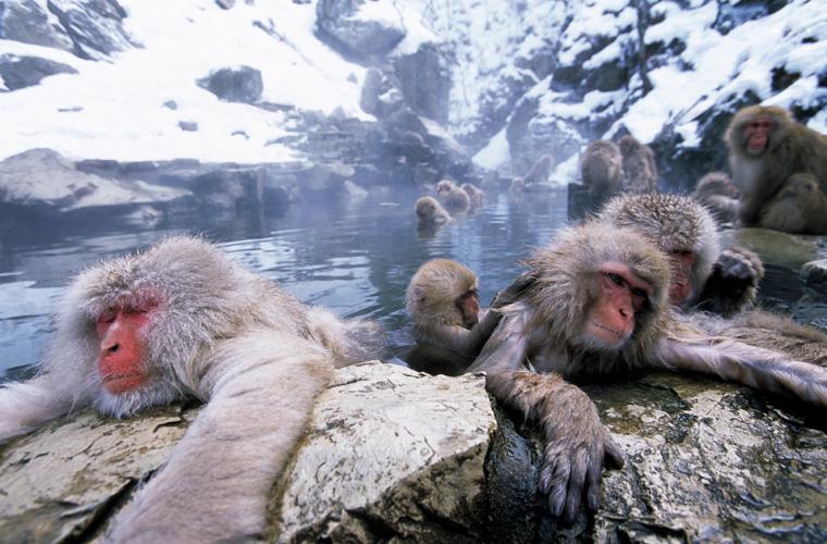 🔥 [40+] Japanese Macaque Wallpapers | WallpaperSafari