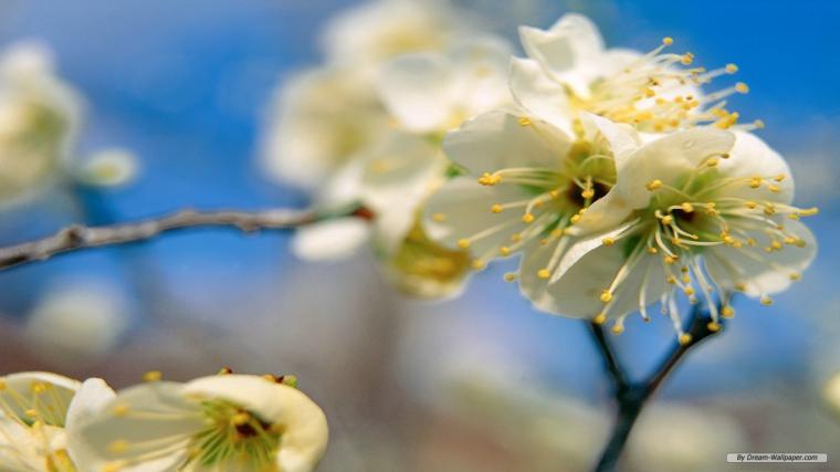 🔥 [50+] Spring Wallpapers 1366X768 | WallpaperSafari