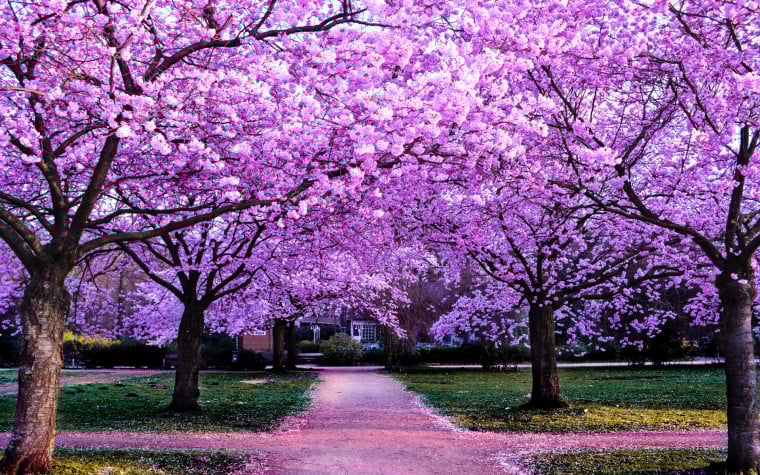 🔥 Free Download Cherry Blossom Trees Wallpaper 4k Purple Flowers ...
