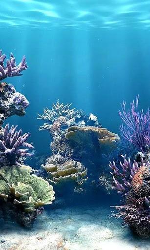🔥 [50+] Coral Reef Screensavers & Wallpapers | WallpaperSafari