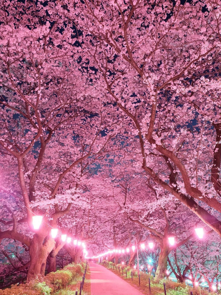 🔥 [60+] Japanese Pink Wallpapers | WallpaperSafari