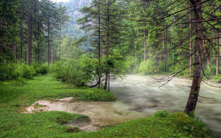 🔥 [80+] Spring Forest Wallpapers | WallpaperSafari