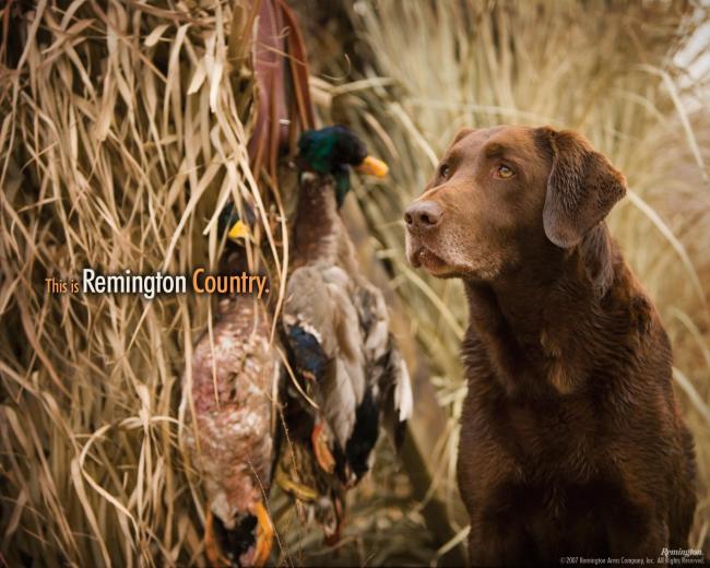 🔥 [50+] Remington Country Wallpapers | WallpaperSafari