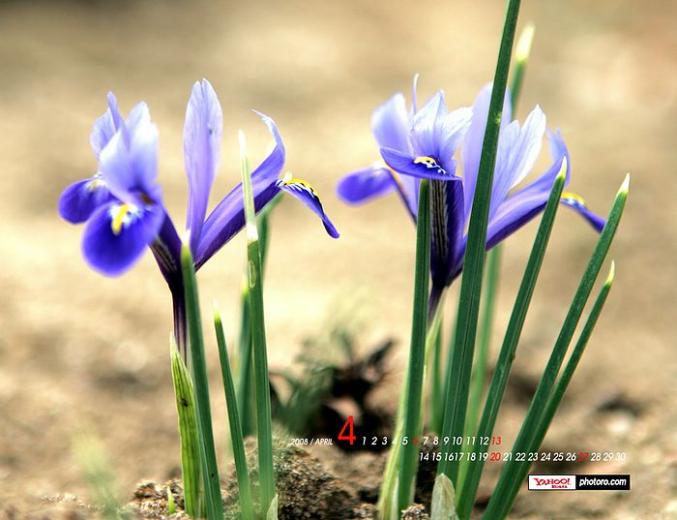 🔥 [50+] Yahoo Flowers Wallpapers | WallpaperSafari