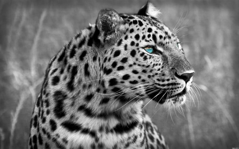 🔥 [90+] Leopard Wallpapers for Desktop | WallpaperSafari