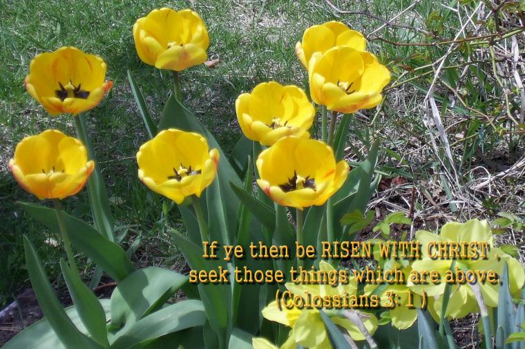 🔥 [150+] Free Scripture Spring Wallpapers | WallpaperSafari