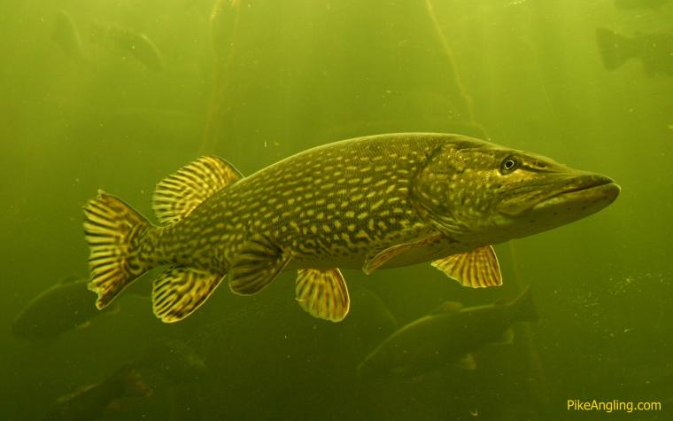 🔥 [50+] Ice Fishing Computer Wallpapers | WallpaperSafari