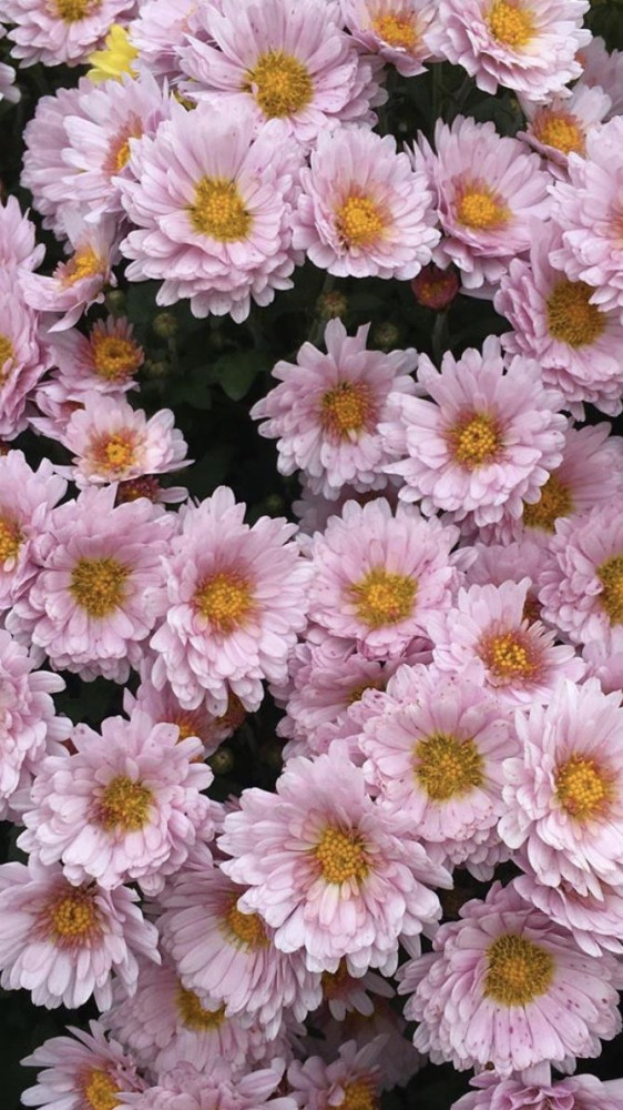 🔥 [30+] Pink Sunflower Wallpapers | WallpaperSafari