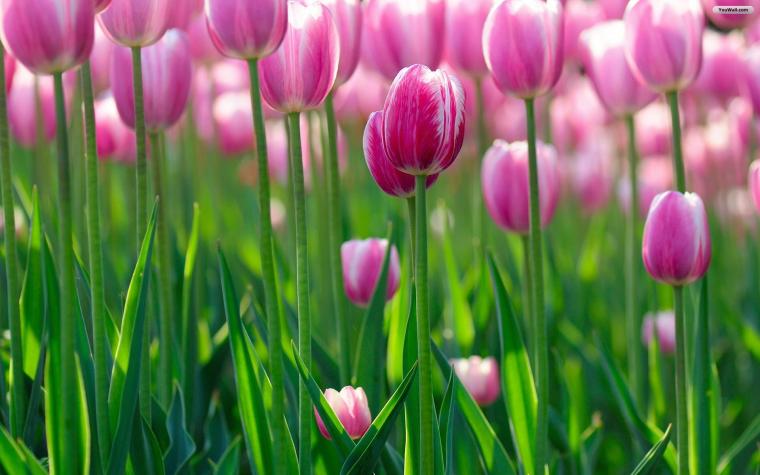 🔥 [60+] Pink Tulips Wallpapers | WallpaperSafari