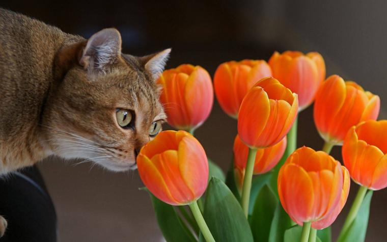 🔥 [30+] Spring Wallpapers with Cats | WallpaperSafari