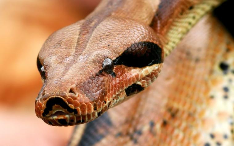 🔥 [40+] Python Wallpapers | WallpaperSafari