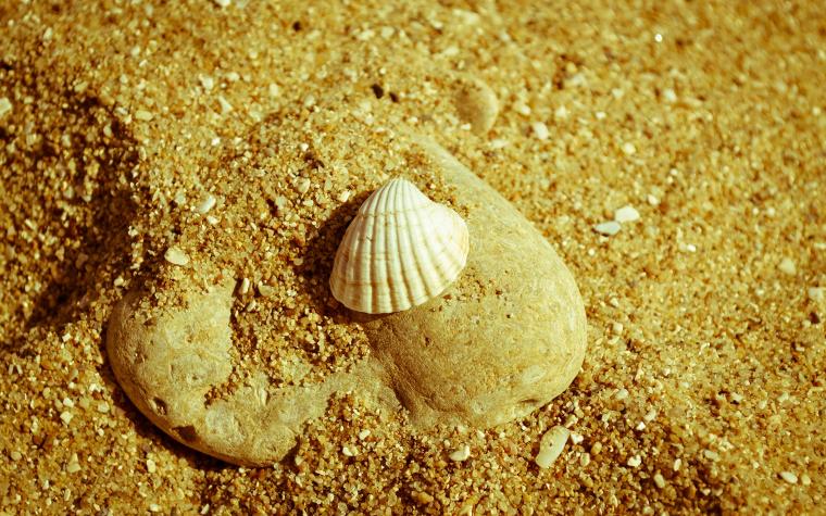 Free download seashells 1280x1024 wallpaper Shells Wallpaper Desktop ...