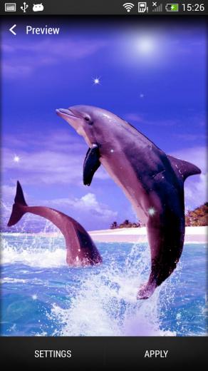 🔥 [100+] Free Live Dolphin Wallpapers | WallpaperSafari