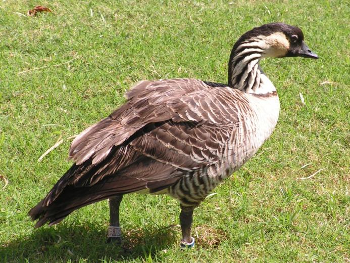 🔥 [50+] Goose Desktop Wallpapers | WallpaperSafari