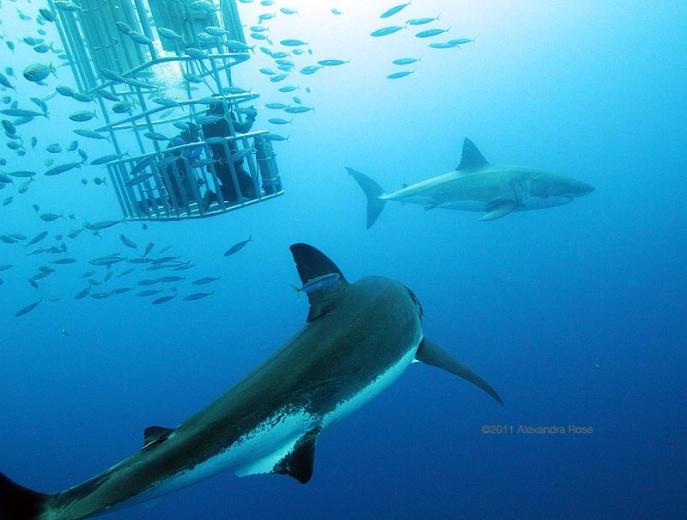 🔥 [40+] Shark Week Wallpapers | WallpaperSafari