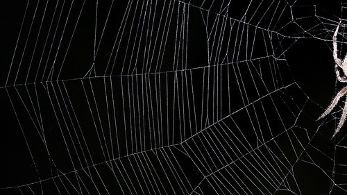 🔥 [130+] Spiderweb Backgrounds | WallpaperSafari