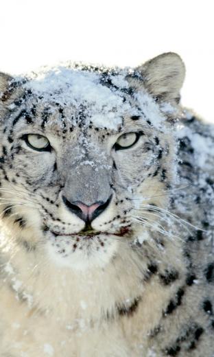🔥 [50+] Apple Snow Leopard Wallpapers | WallpaperSafari