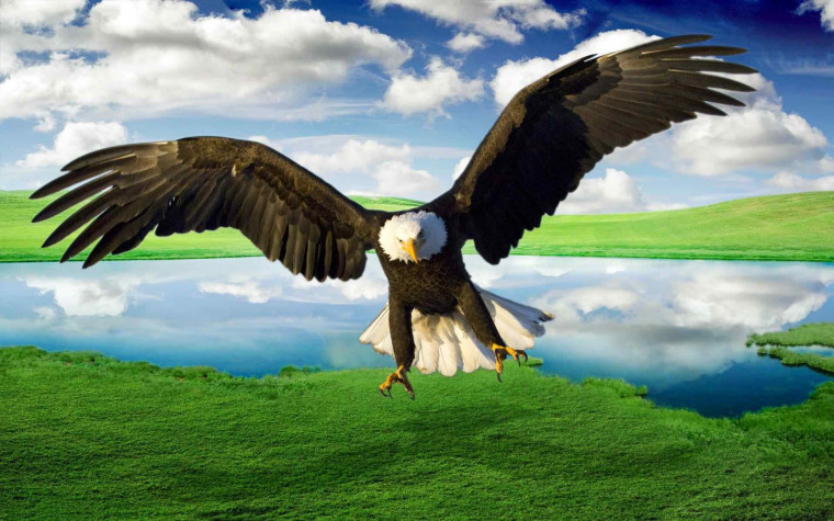 🔥 Free Download Animal Bald Eagle Hd Wallpaper by @lisas33 | WallpaperSafari