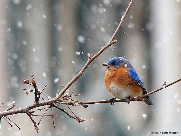 🔥 Free Download Winter Birds Desktop Wallpaper by @awalsh47 ...