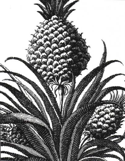 🔥 [50+] Colonial Pineapple Wallpapers | WallpaperSafari