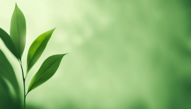 🔥 [40+] Green Minimalist Aesthetic Wallpapers | WallpaperSafari