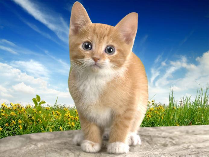 🔥 Free Download Cute Cat Desktop Wallpaper by @williamsmith ...