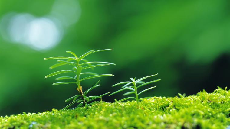 🔥 [50+] Spring Buds Wallpapers | WallpaperSafari